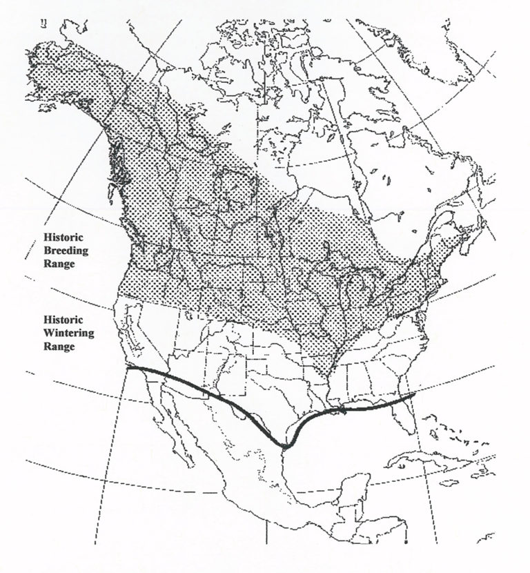 A Trumpeter Swan in New Hampshire! A Historical Perspective | NH Audubon