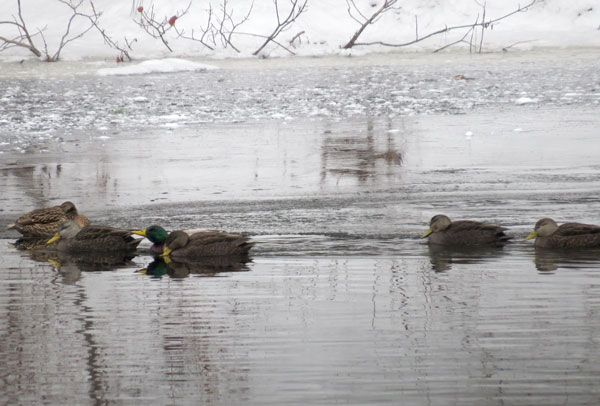 Bird of the Month: American Black Duck - NH Audubon