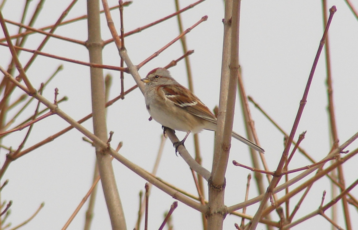 Bird of the Month - American Tree Sparrow - NH Audubon