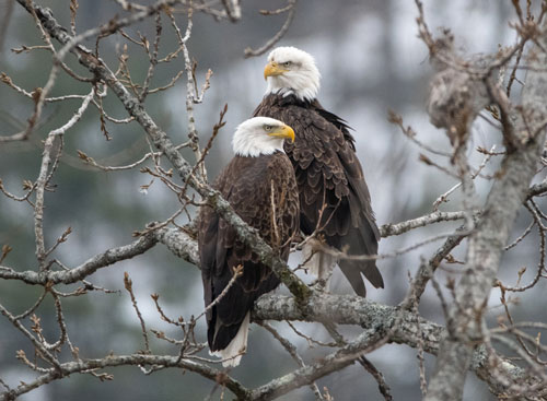 The origins of New Hampshire’s work with endangered species - NH Audubon