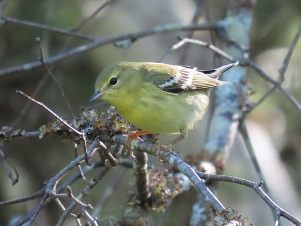 Homepage - NH Audubon