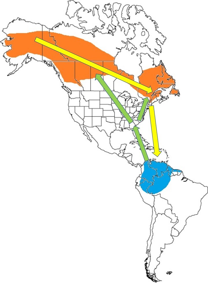 Bird of the Month: Blackpoll Warbler - NH Audubon