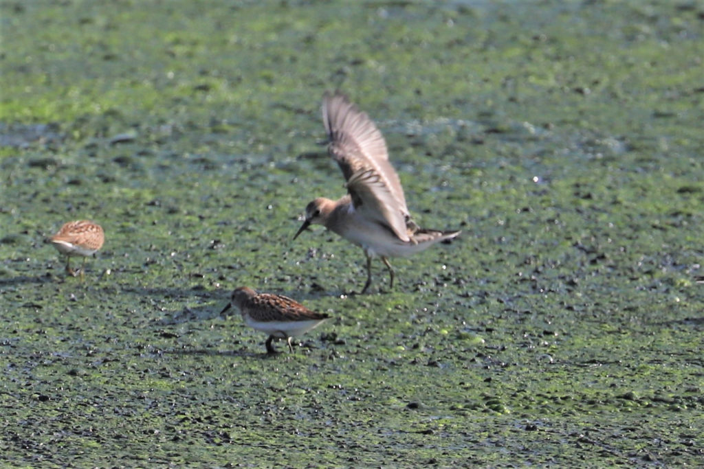 Rare Bird Alerts - NH Audubon