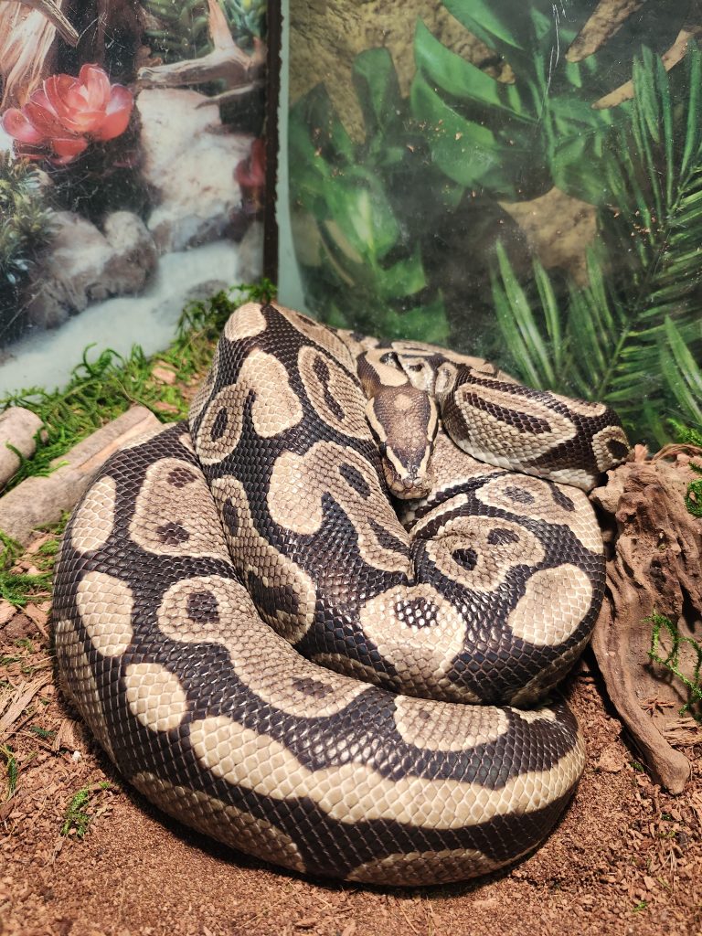 Goodbye Beloved Ball Python - NH Audubon