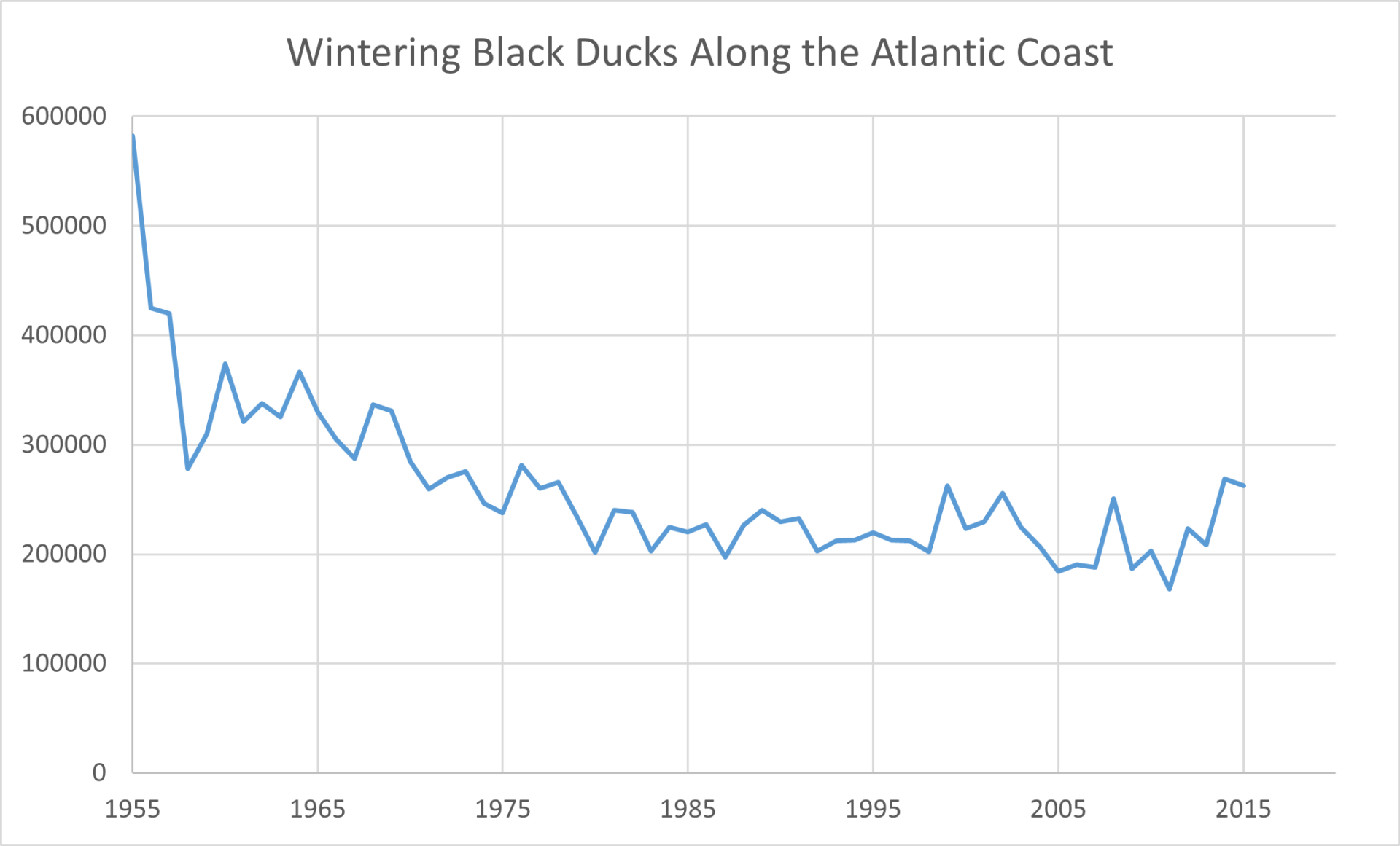 Bird of the Month: American Black Duck - NH Audubon