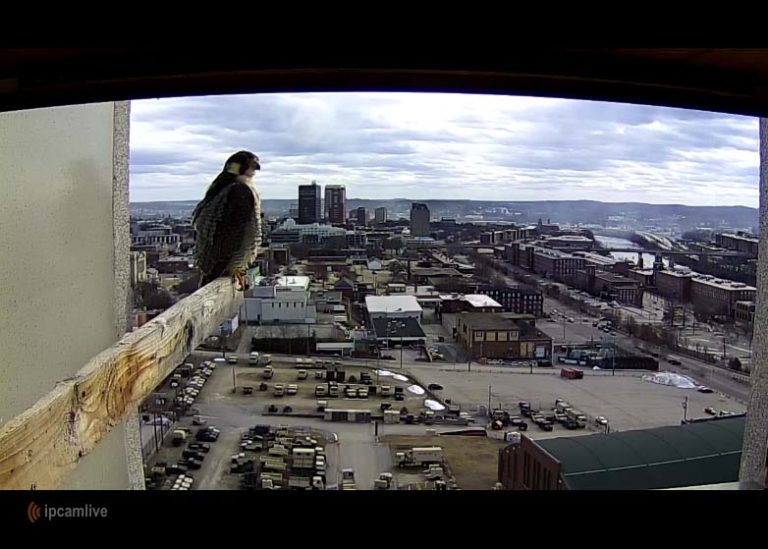 Peregrine Cam - NH Audubon
