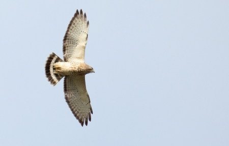 Bird Highlights to Watch for in April - NH Audubon