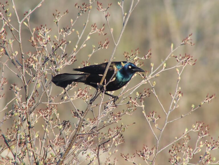 Everything to Know About New Hampshire’s Birds - NH Audubon