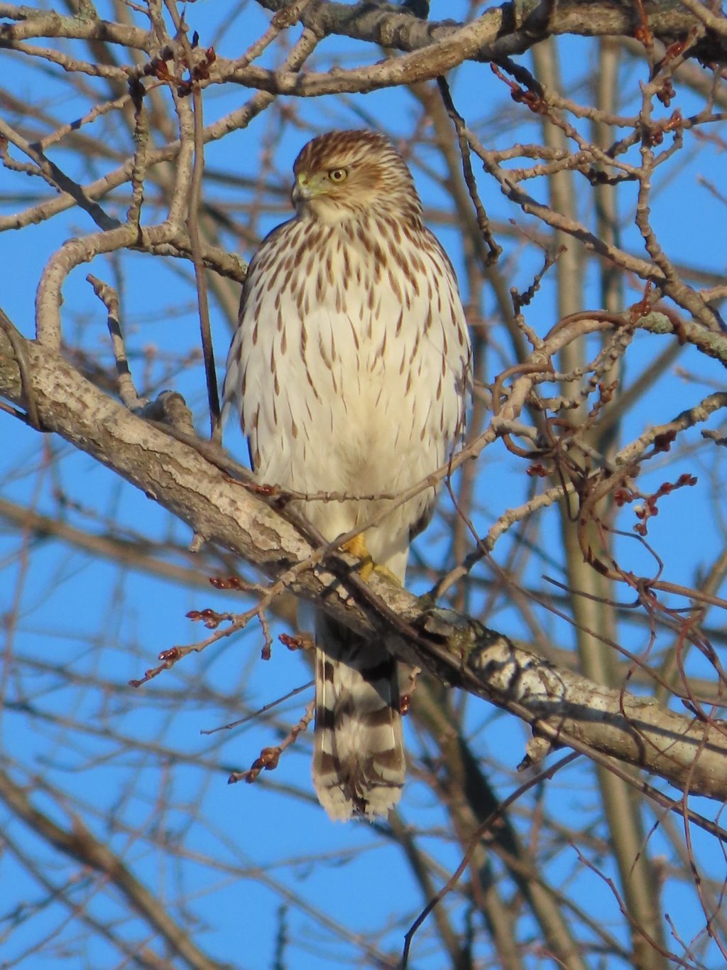 Bird of the Month: Cooper's Hawk - NH Audubon
