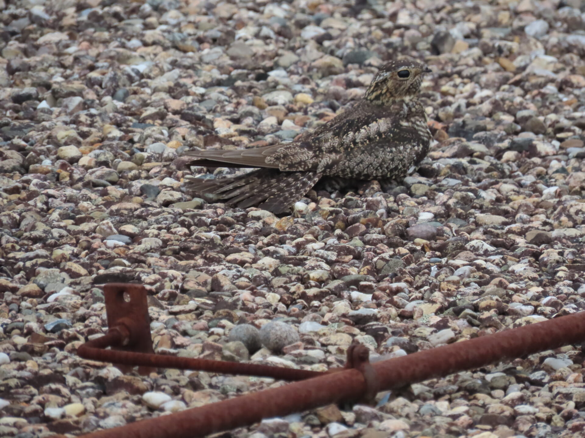 Common Nighthawk 2023 Nest Highlight - NH Audubon