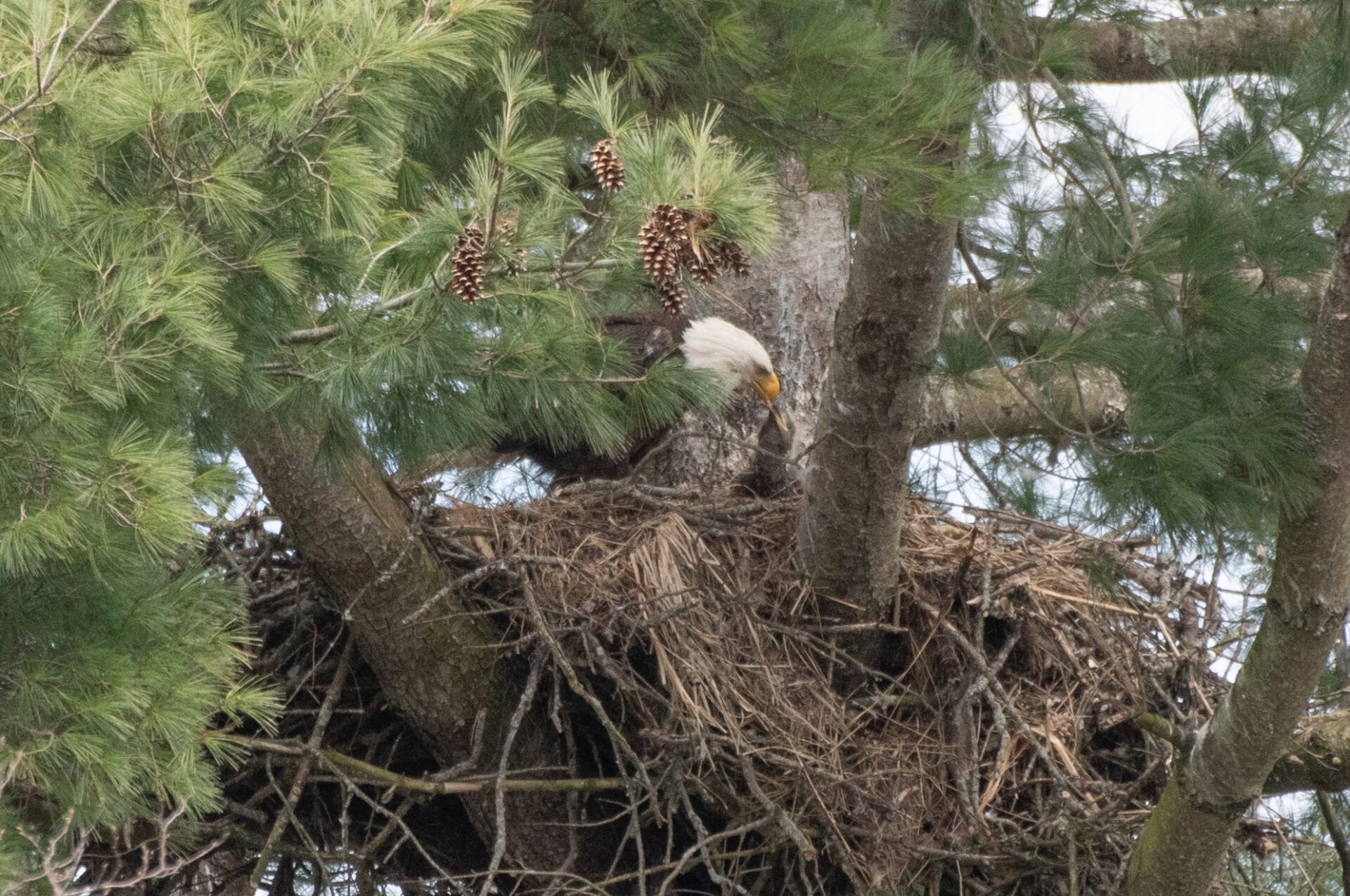 Bald Eagles Weather Springtime Storms - NH Audubon