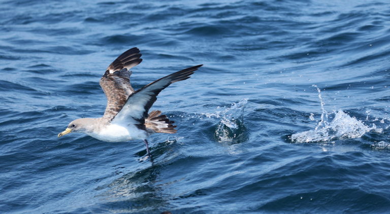 Jeffrey's Ledge Pelagic Birding Trip - NH Audubon