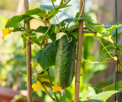 Cuckoo for Cucurbits—All About Growing Squash, Cucumbers, and Melons ...