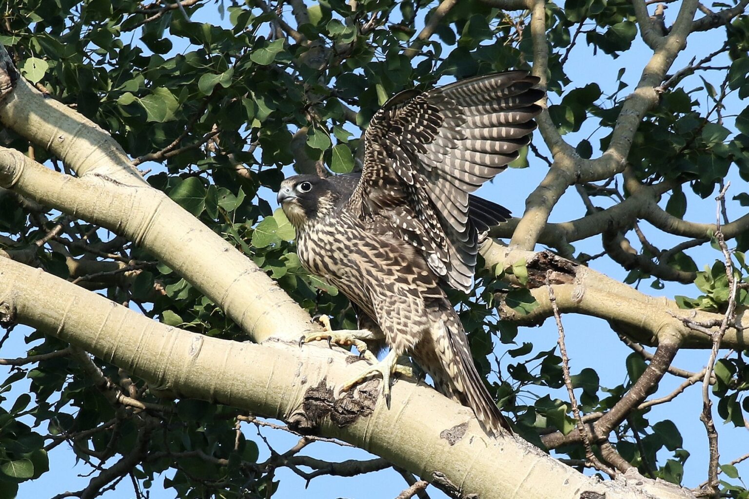 NH Peregrine Falcon 2024 Breeding Season Results - NH Audubon