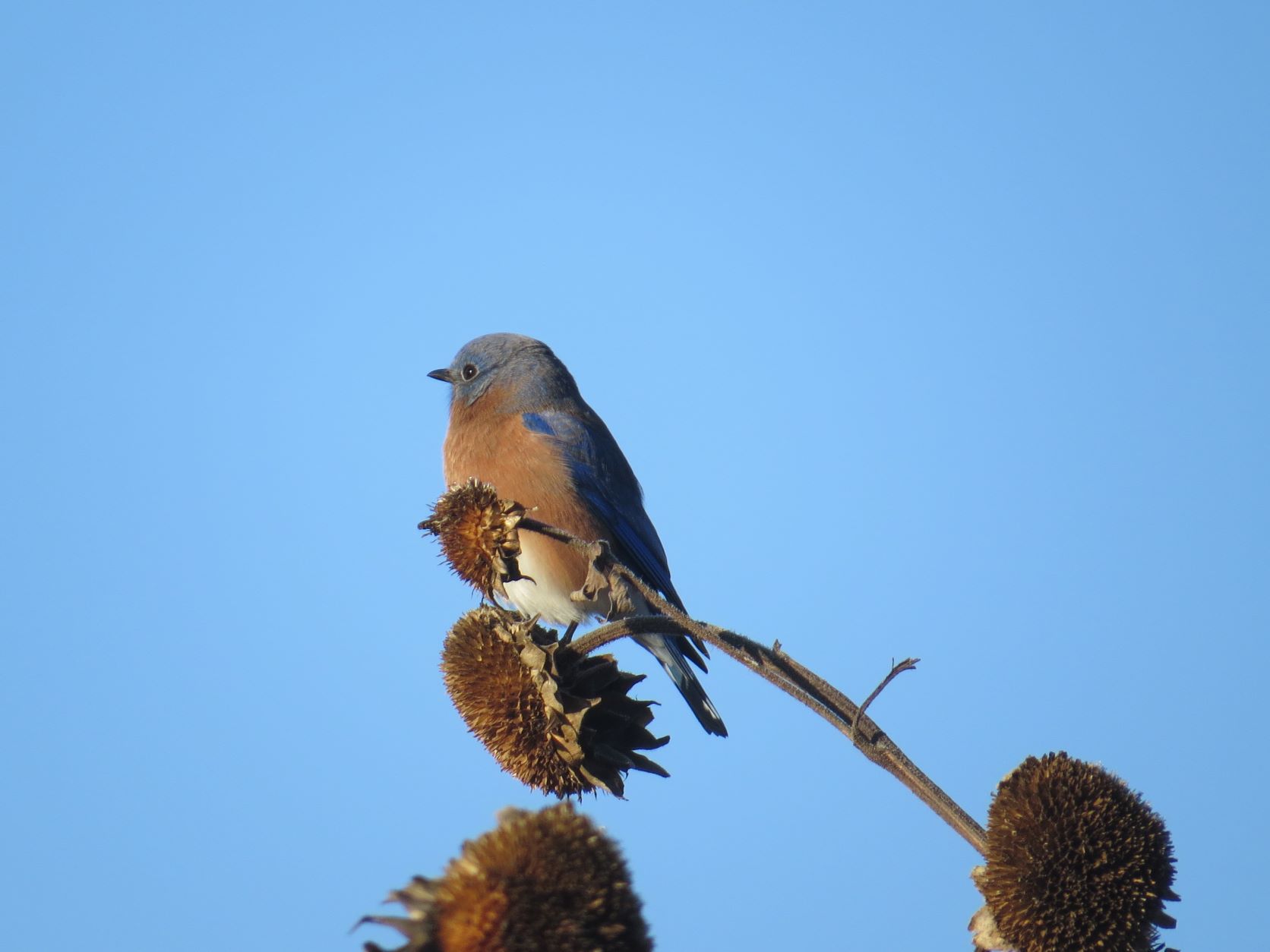 NH Audubon Needs Your Help on Statewide Bird Survey - NH Audubon