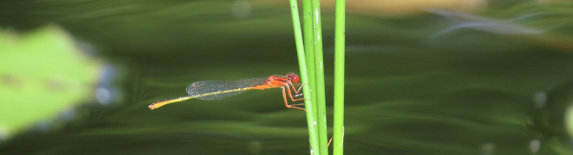 Dragonflies and Damselflies - NH Audubon