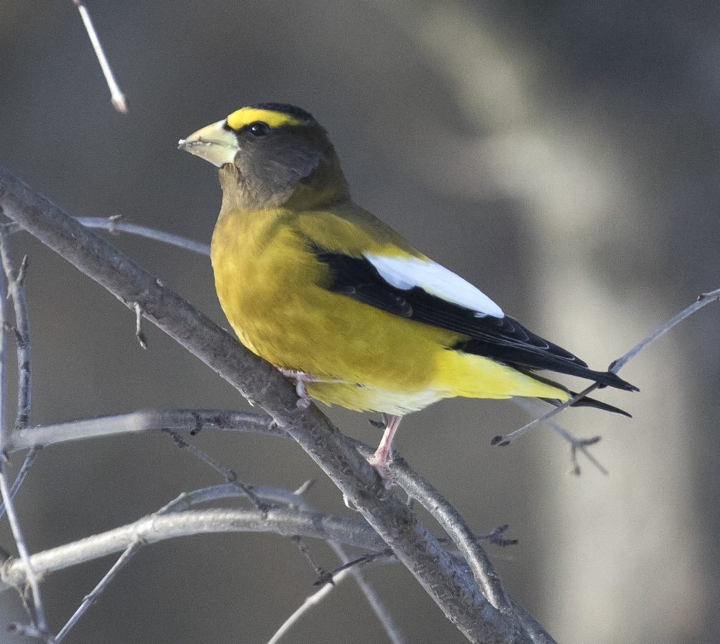 Join Us for the Backyard Winter Bird Survey - NH Audubon
