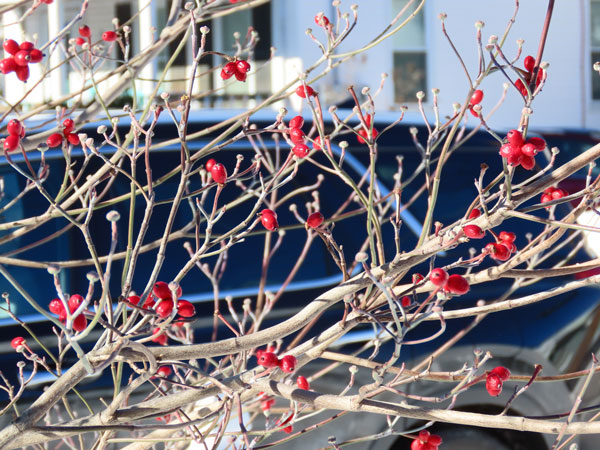 Plant Profile: Flowering Dogwood - NH Audubon