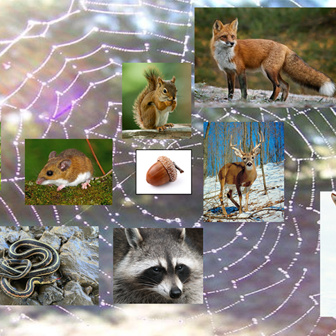 Food Webs - NH Audubon
