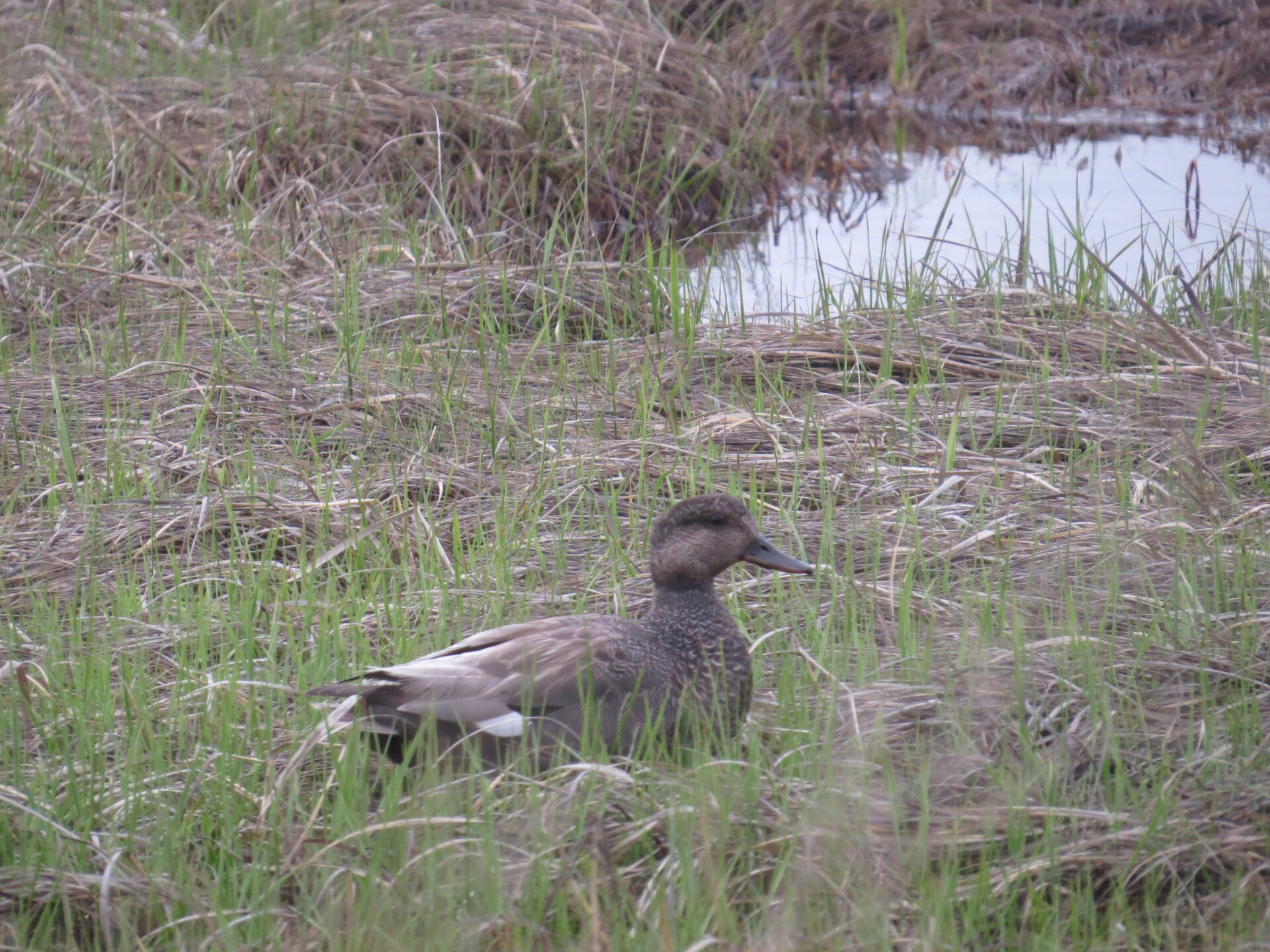 Rare Bird Alerts - NH Audubon