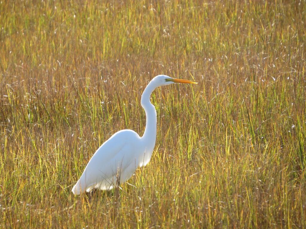 Bird of the Month: Great Egret - NH Audubon