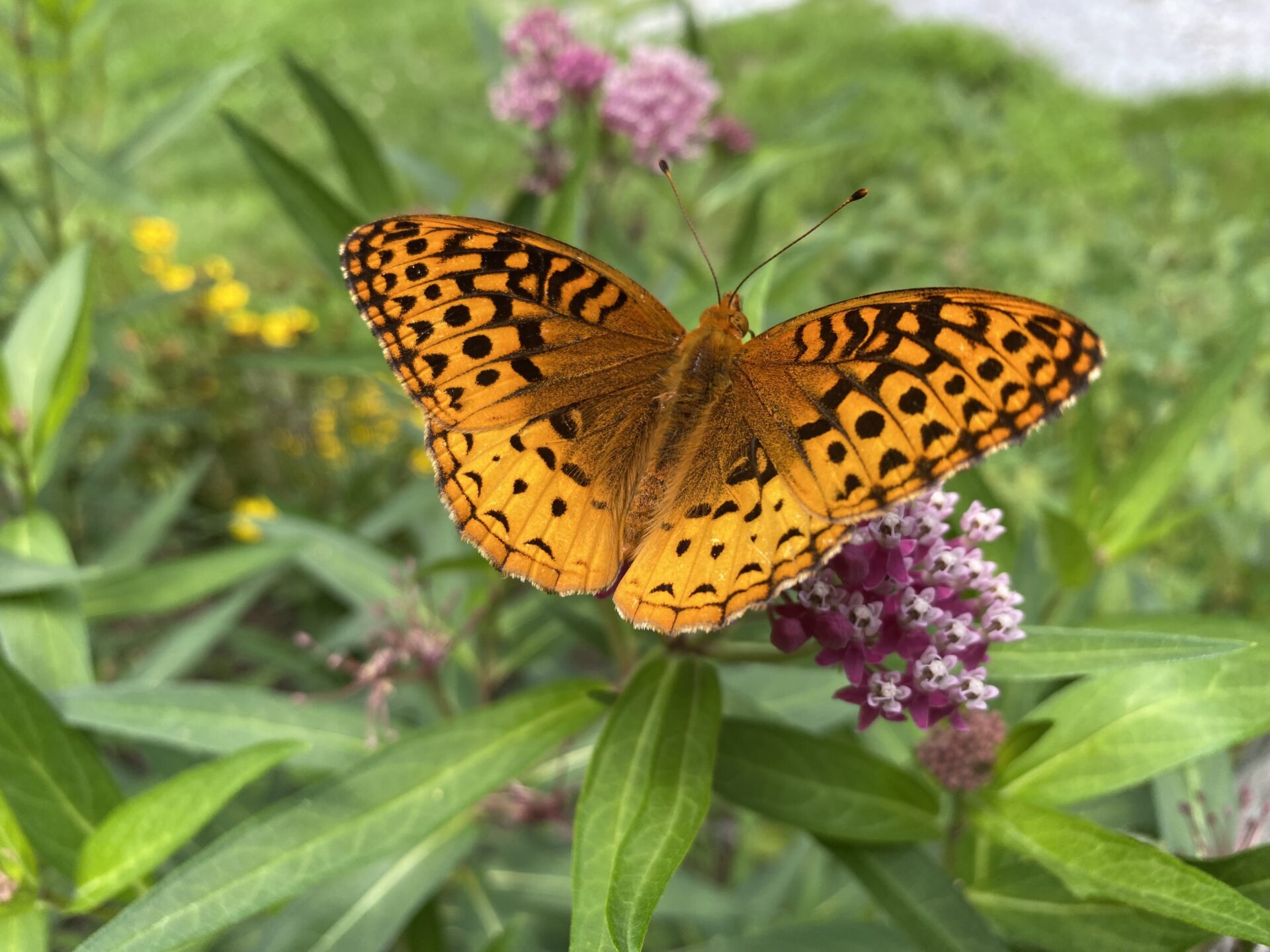 Autumn Garden Clean-up to Encourage Pollinators - NH Audubon