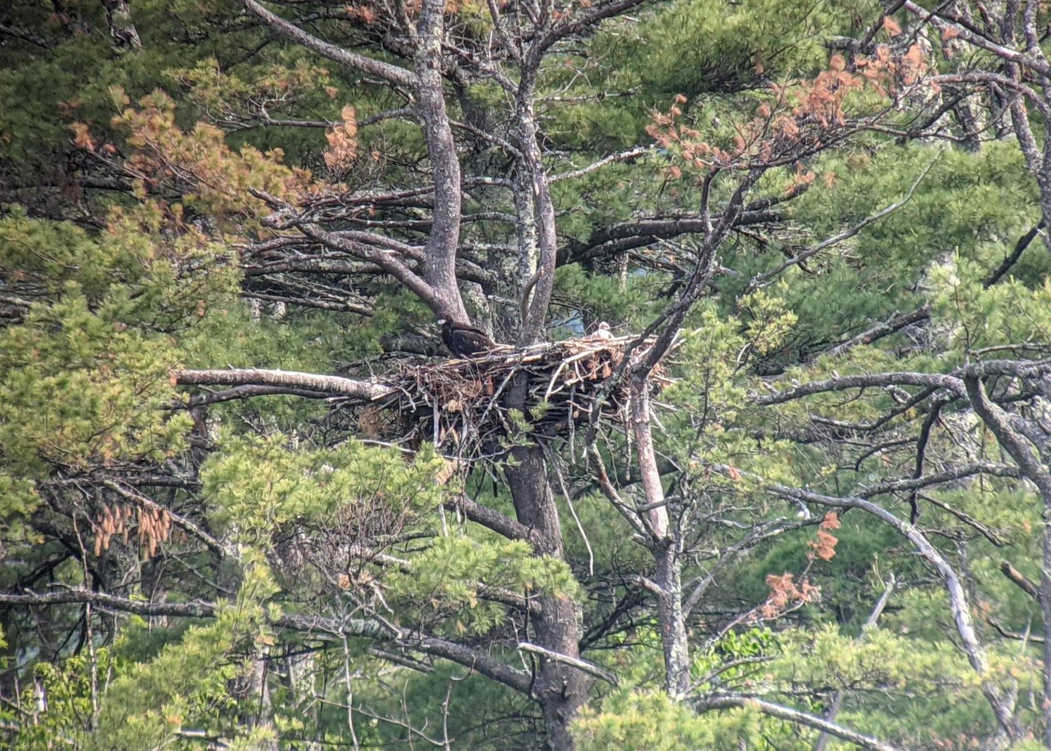 Two Fascinating Raptor Videos - NH Audubon