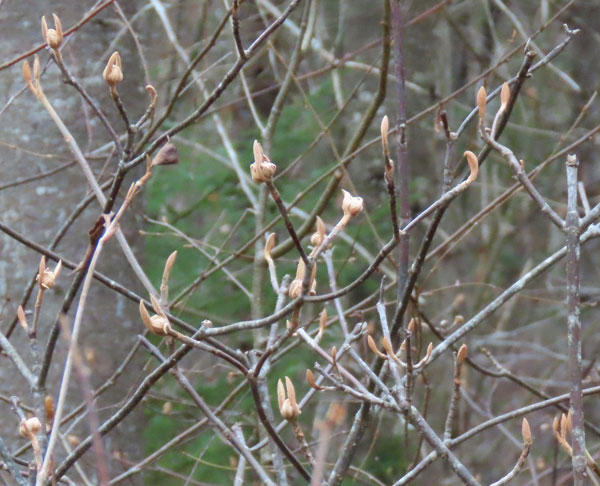 Plant Profile - Hobblebush - NH Audubon