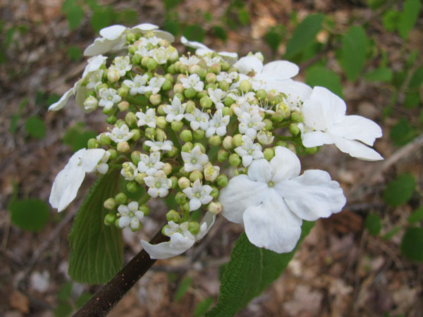 Plant Profile - Hobblebush - NH Audubon