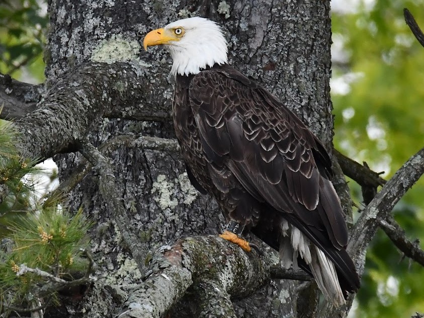 NH Eagles are Still Finding New Places to Nest - NH Audubon