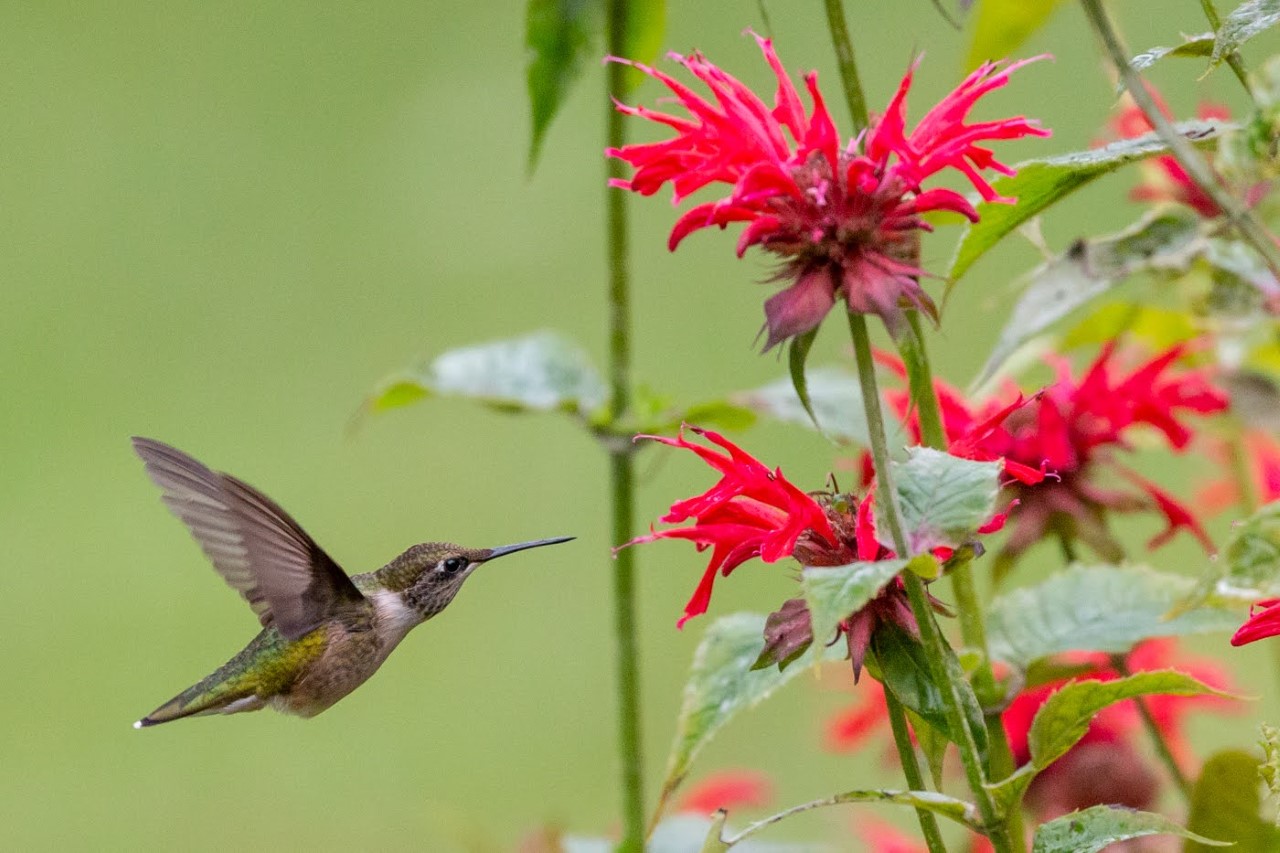 Asian Long-Horned Beetle & Emerald Ash Borer - NH Audubon