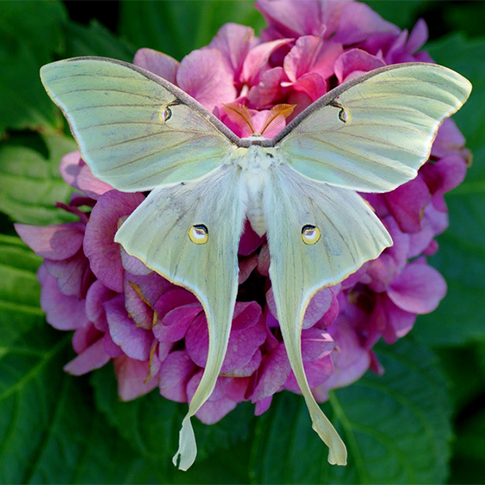 Interesting Insects - NH Audubon