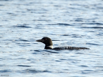 Loons on Massabesic Lake - NH Audubon