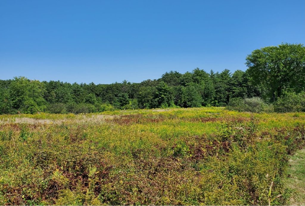 Bird of the Month: Common Grackle - NH Audubon