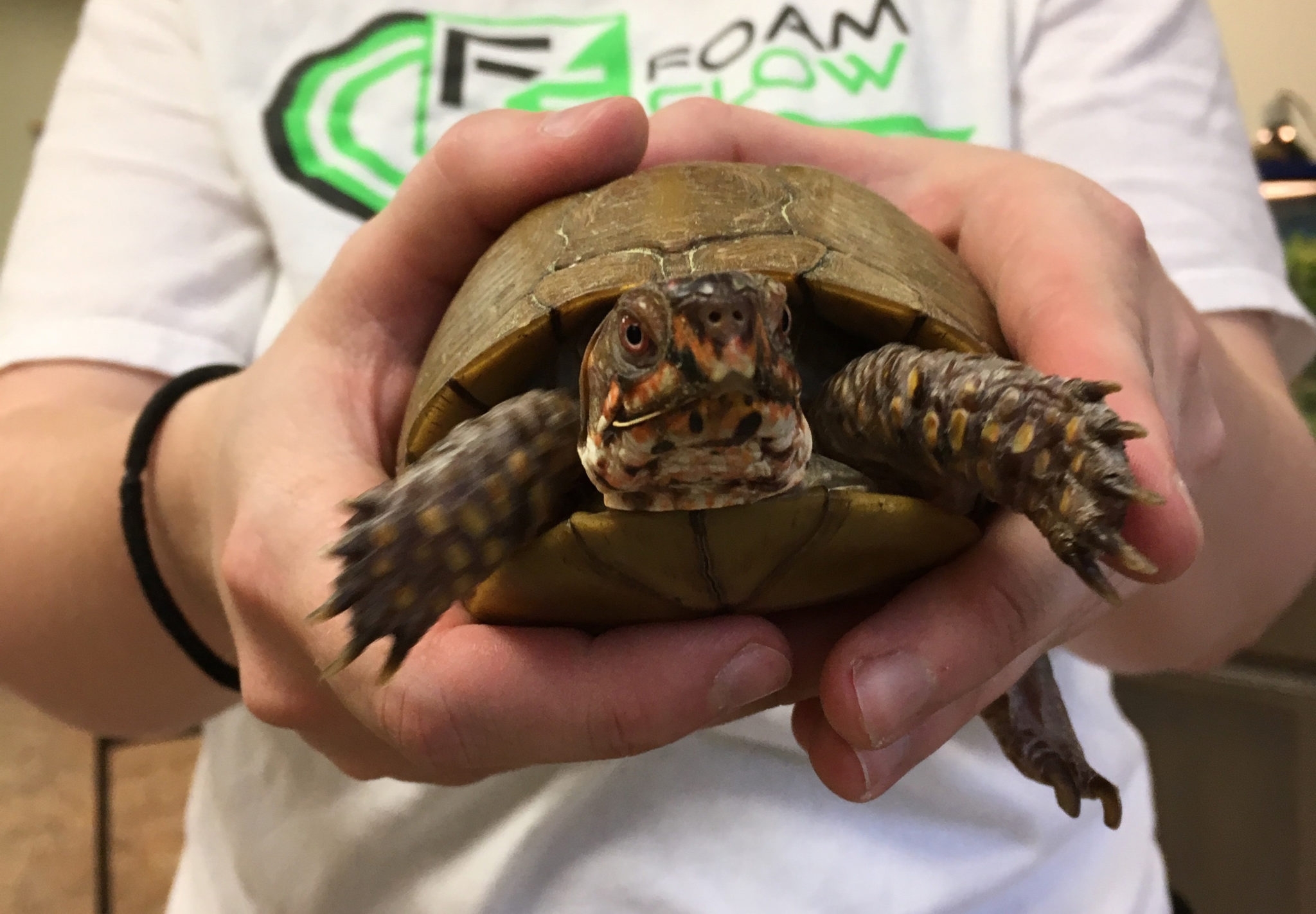 Where are my chickadees? - NH Audubon