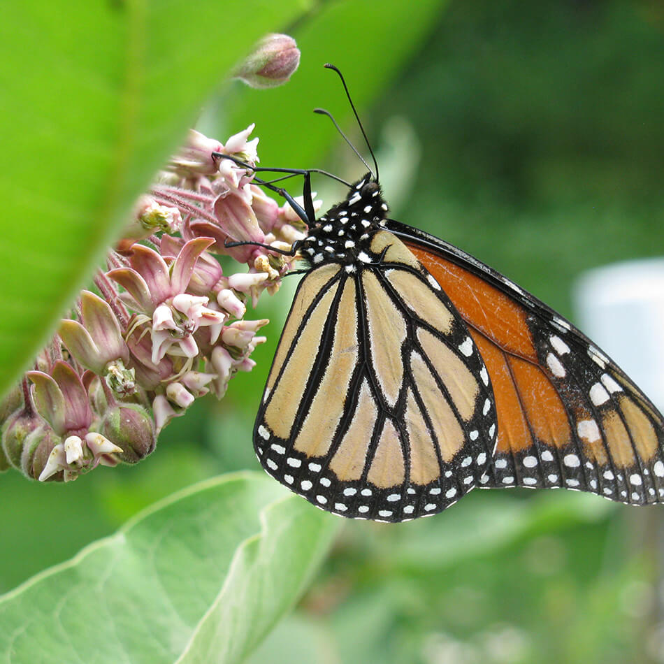 Pollinators - NH Audubon