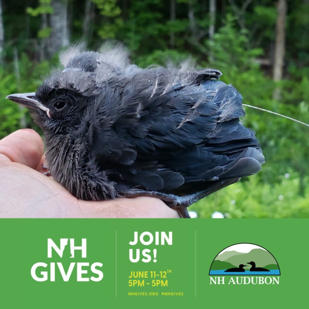 Homepage - NH Audubon
