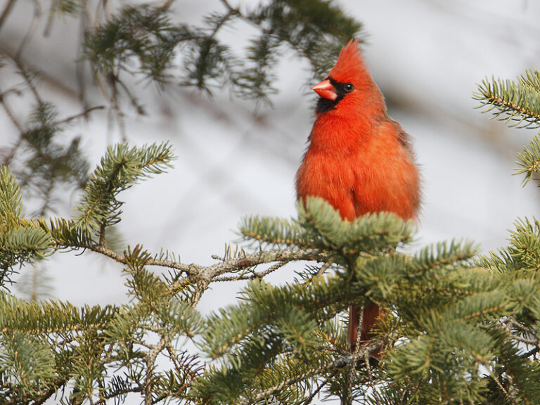 Everything to Know About New Hampshire’s Birds - NH Audubon