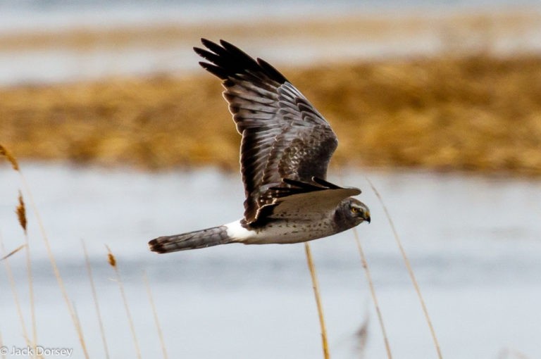 Northern Harrier - NH Audubon