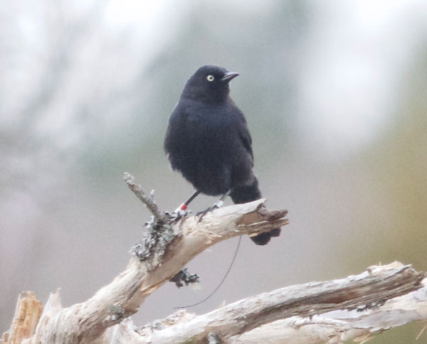 2020 Rusty Blackbird Breeding Season - NH Audubon