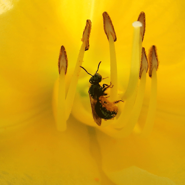 Insects in the McLane Center Pollinator Garden - NH Audubon