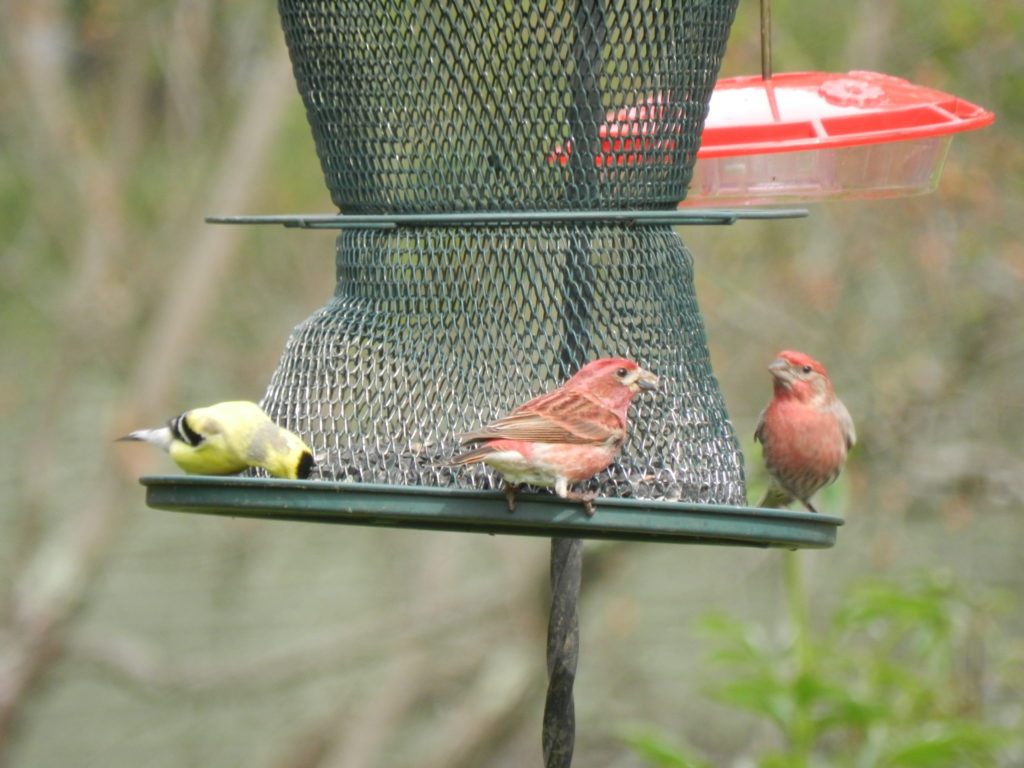 Bird of the Month: Purple Finch - NH Audubon