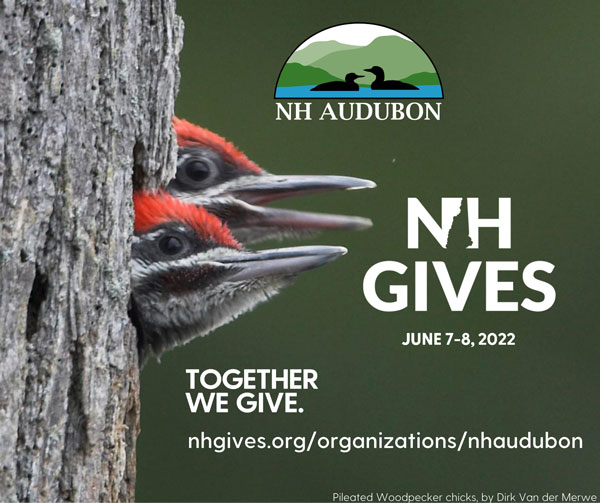 Homepage - NH Audubon
