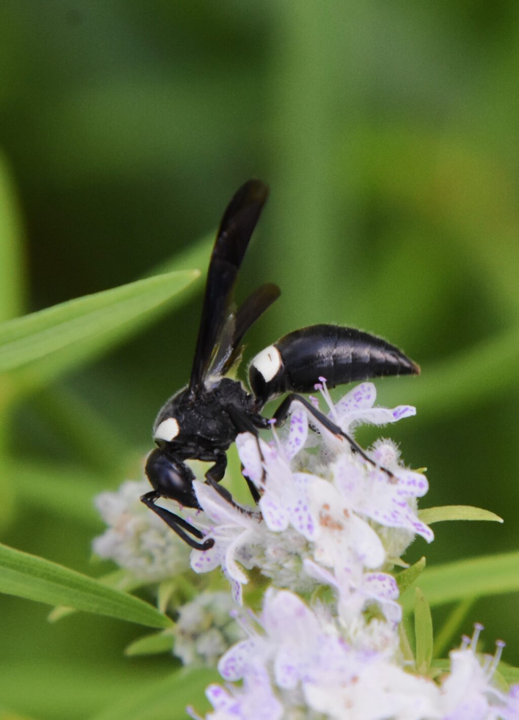 "What is That?" at the McLane Center - NH Audubon