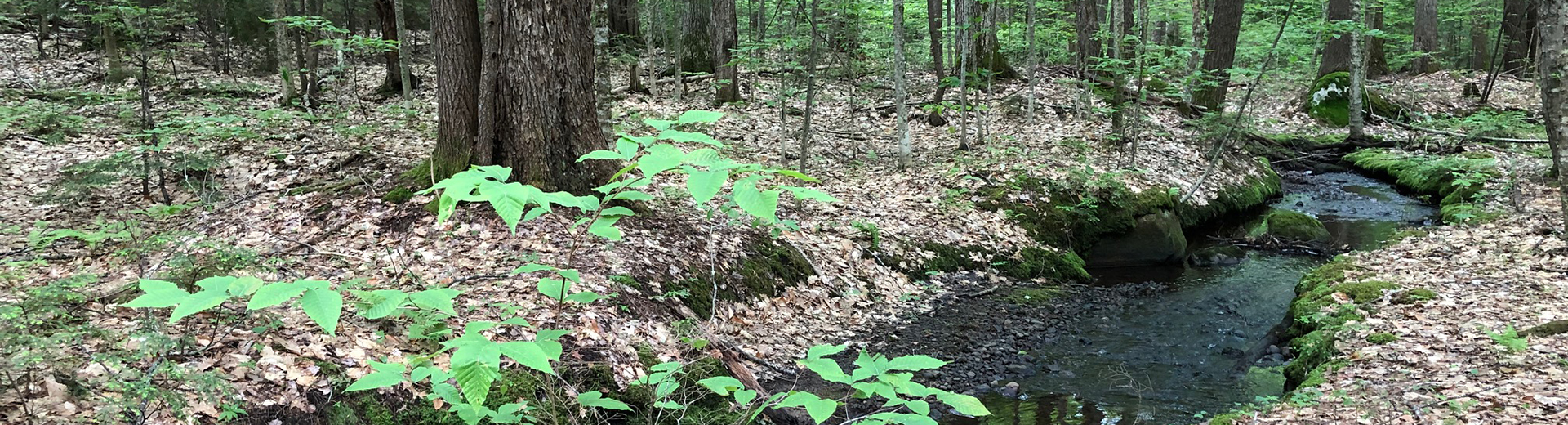 Proctor Wildlife Sanctuary - NH Audubon