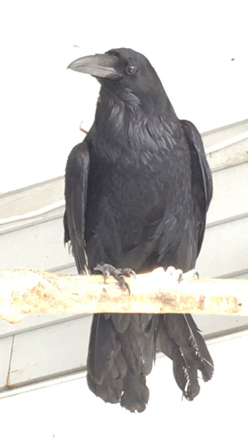 Our Peeps: Raven - NH Audubon