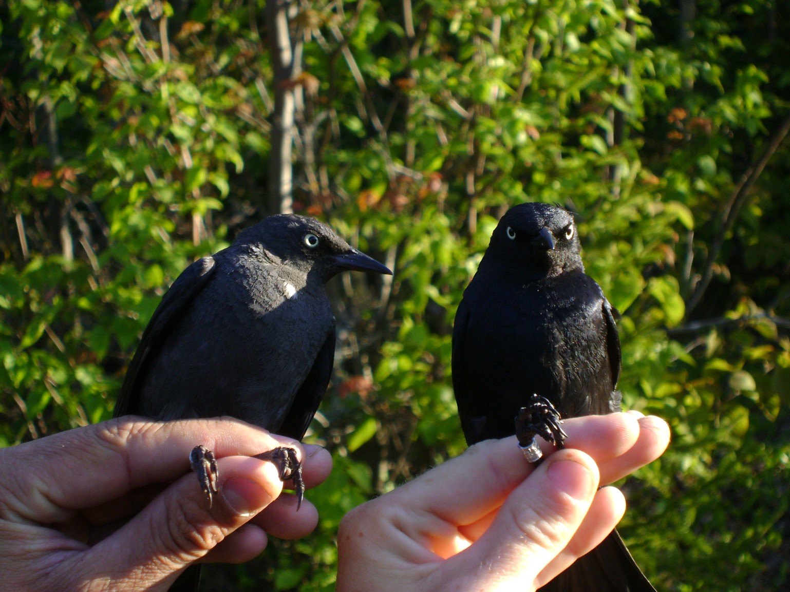 Creative Construction for Rusty Blackbird Motus Monitoring - NH Audubon