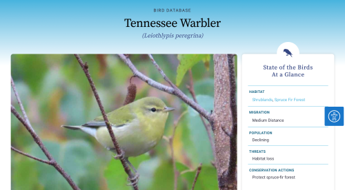 Even More Species to Explore on Our State of the Birds Website - NH Audubon