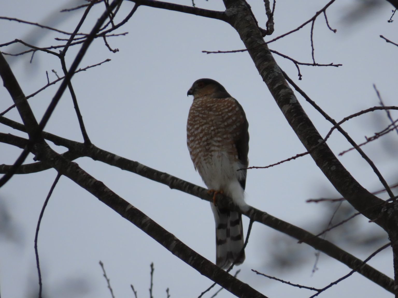 Bird of the Month: Cooper's Hawk - NH Audubon