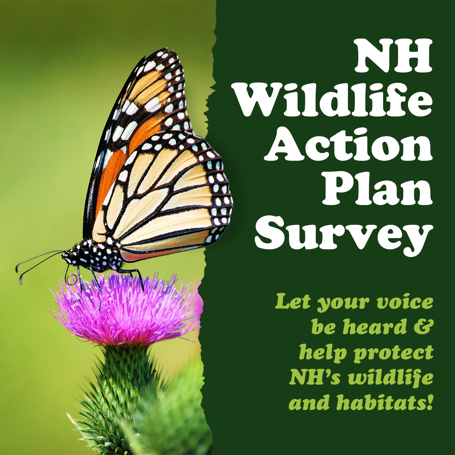 Homepage - NH Audubon